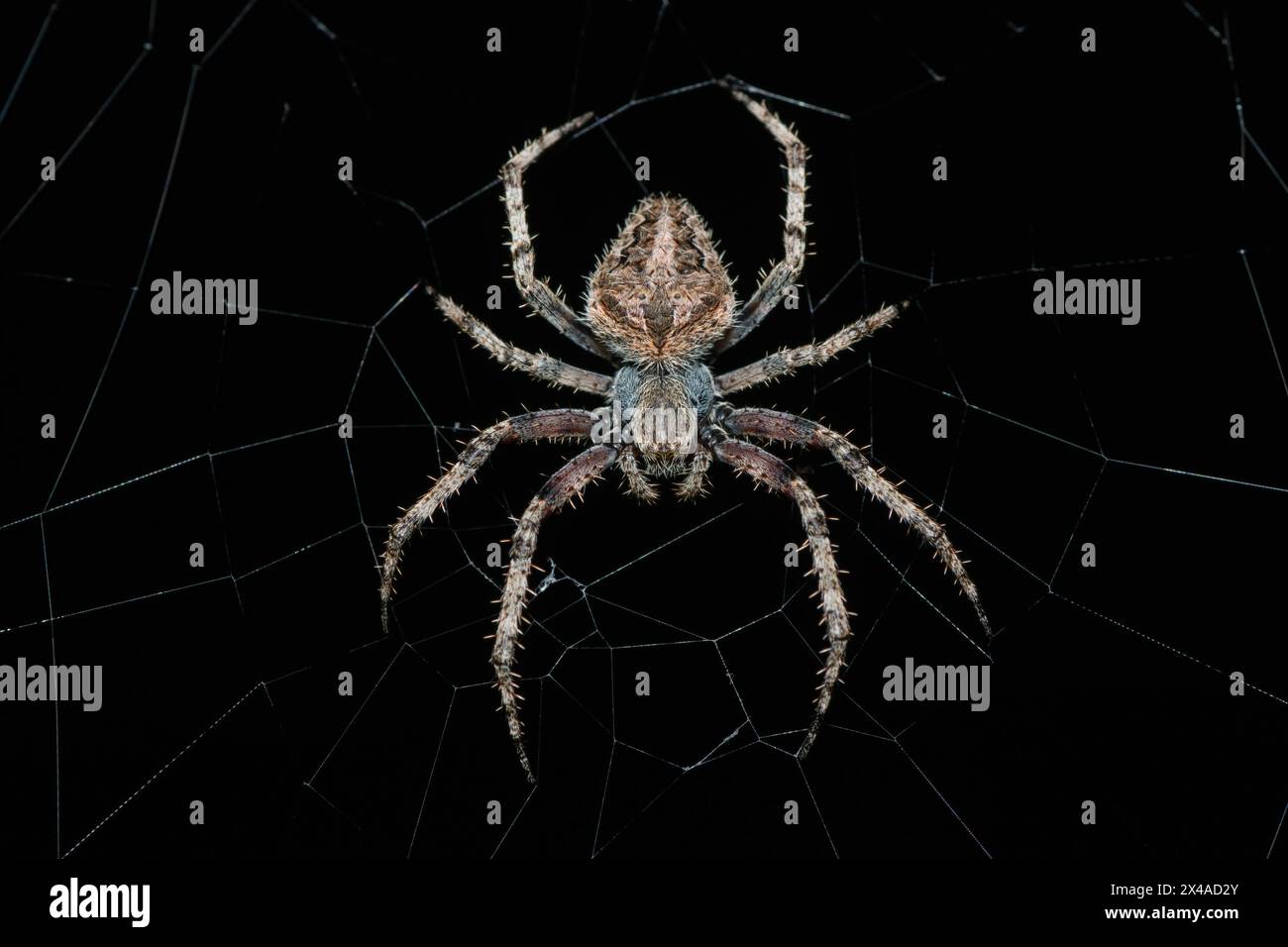 A beautiful hairy field spider (Neoscona sp.) on its web Stock Photo ...