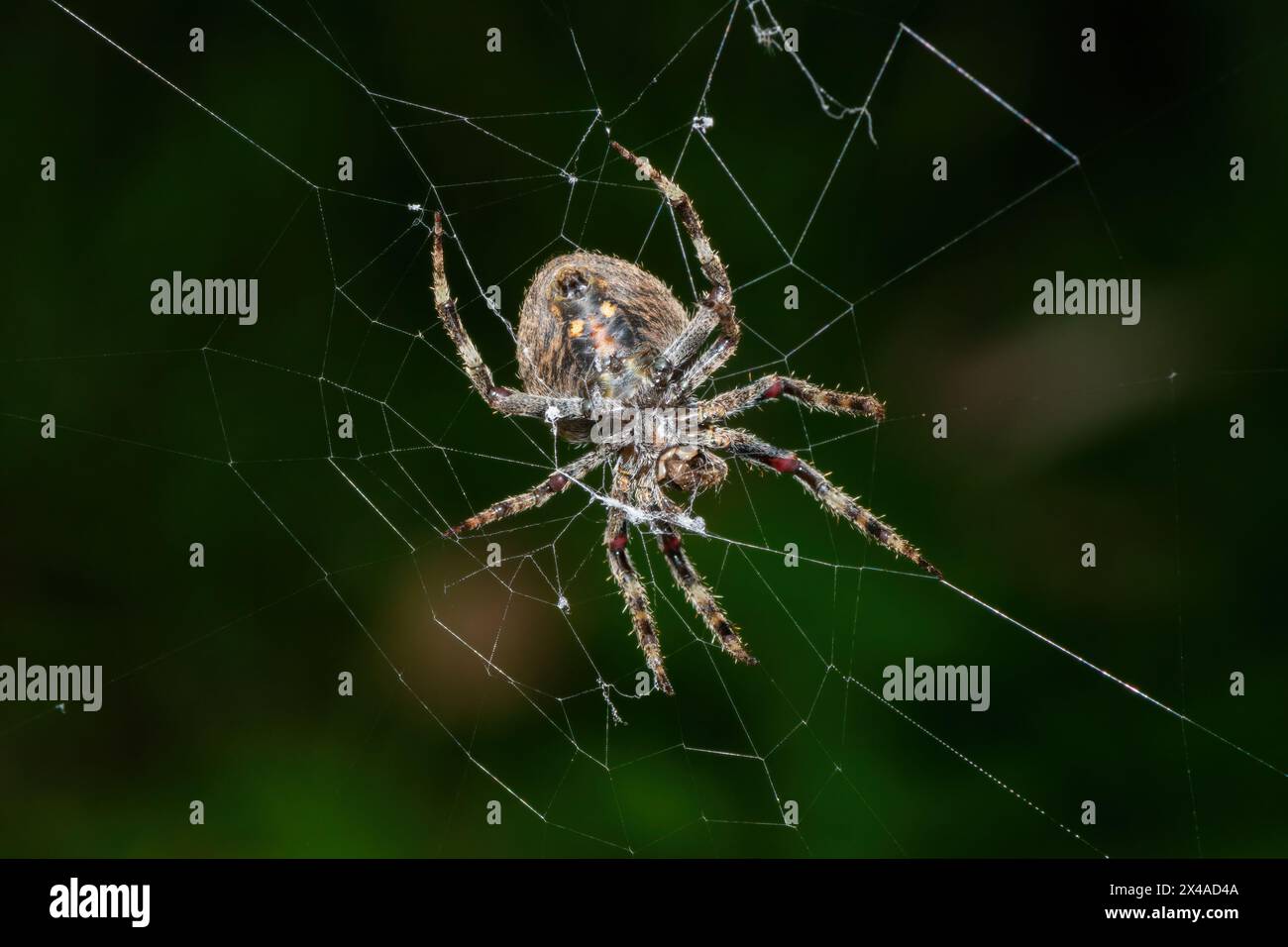 A beautiful red-spotted hairy field spider (Neoscona triangula) on its ...