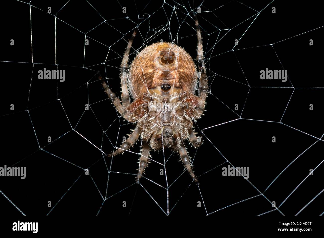 A beautiful hairy field spider (Neoscona sp.) on its web Stock Photo ...