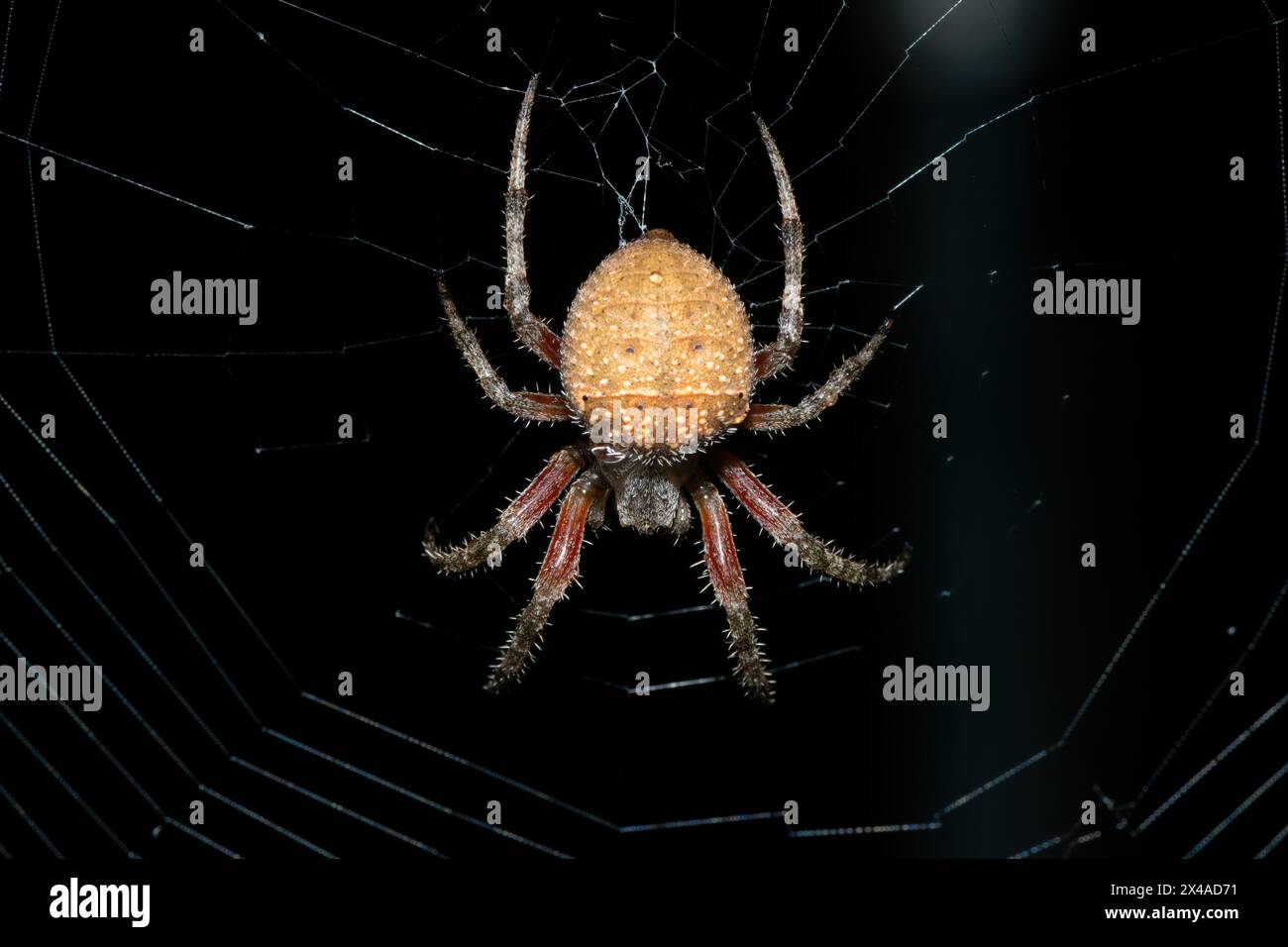 A beautiful hairy field spider (Neoscona sp.) on its web Stock Photo ...