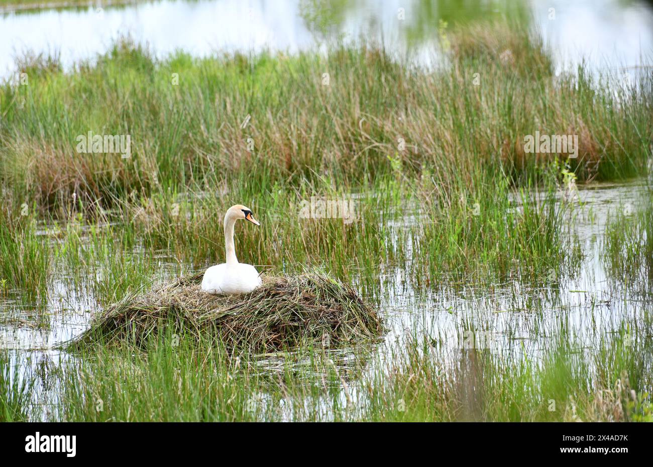 Breeding rare plants in hi-res stock photography and images - Alamy