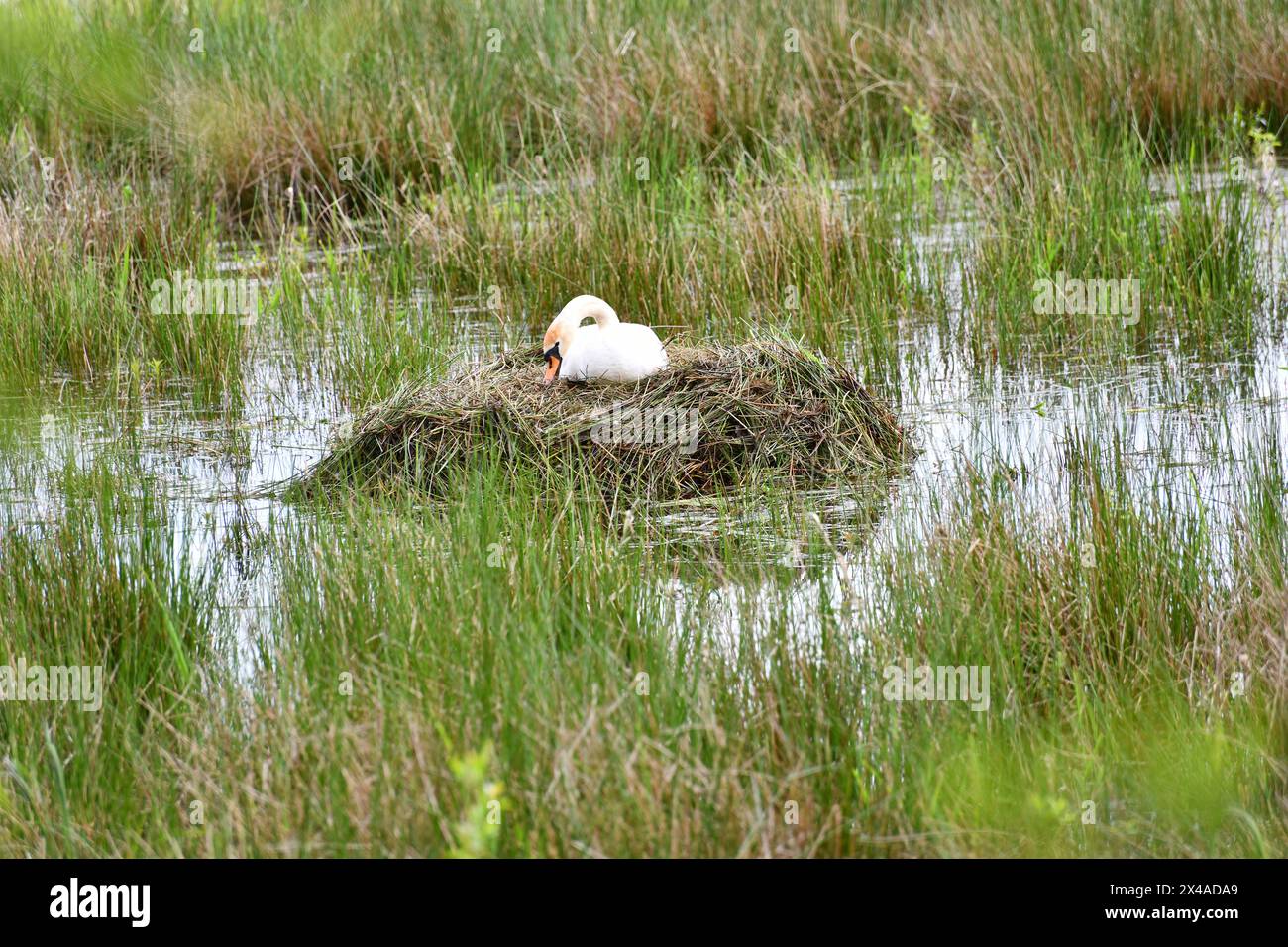 Busy pond heron hi-res stock photography and images - Alamy