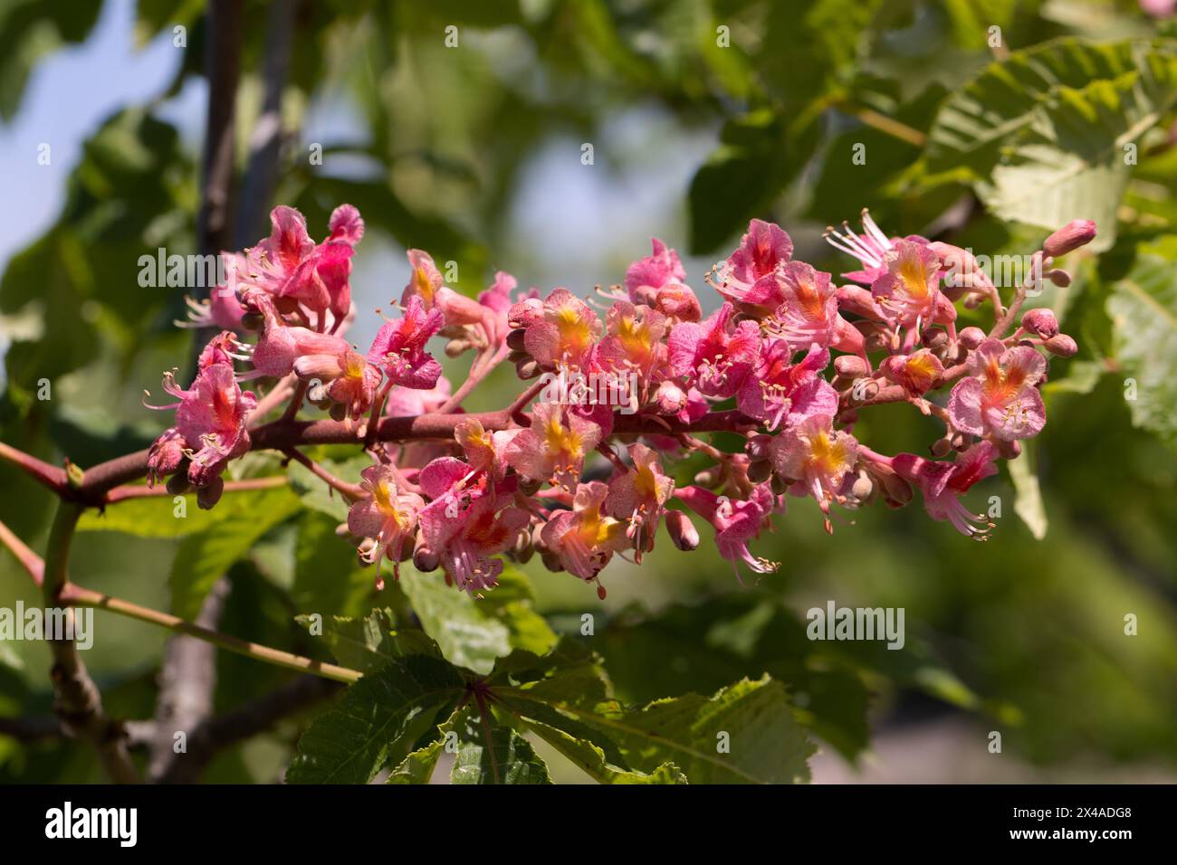 Red chestnut. The colorful inflorescences of a tree called chestnut ...