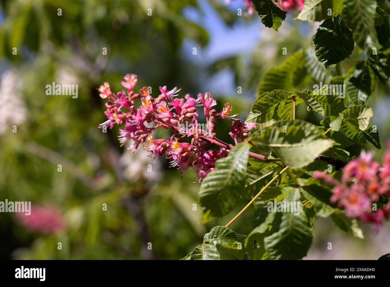 Red chestnut. The colorful inflorescences of a tree called chestnut ...