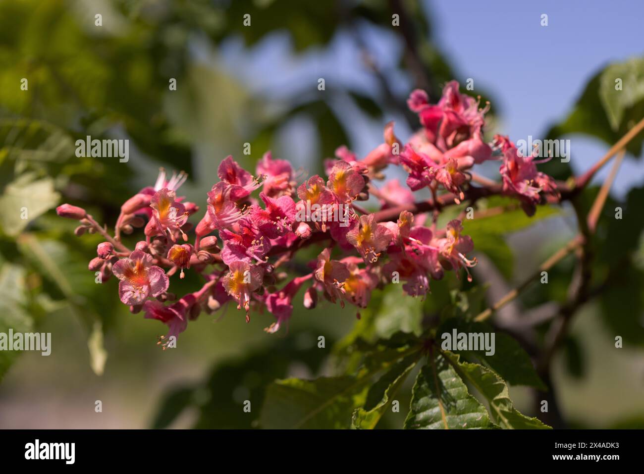 Red chestnut. The colorful inflorescences of a tree called chestnut ...