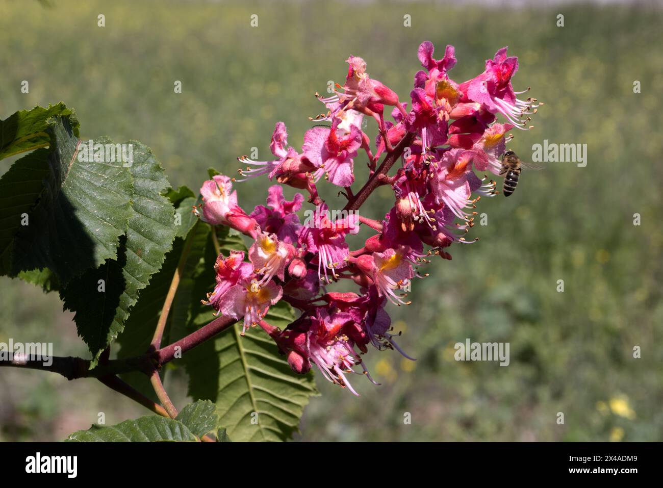Red chestnut. The colorful inflorescences of a tree called chestnut ...