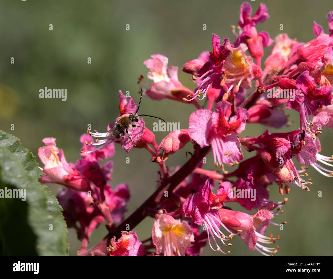 Red chestnut. The colorful inflorescences of a tree called chestnut ...