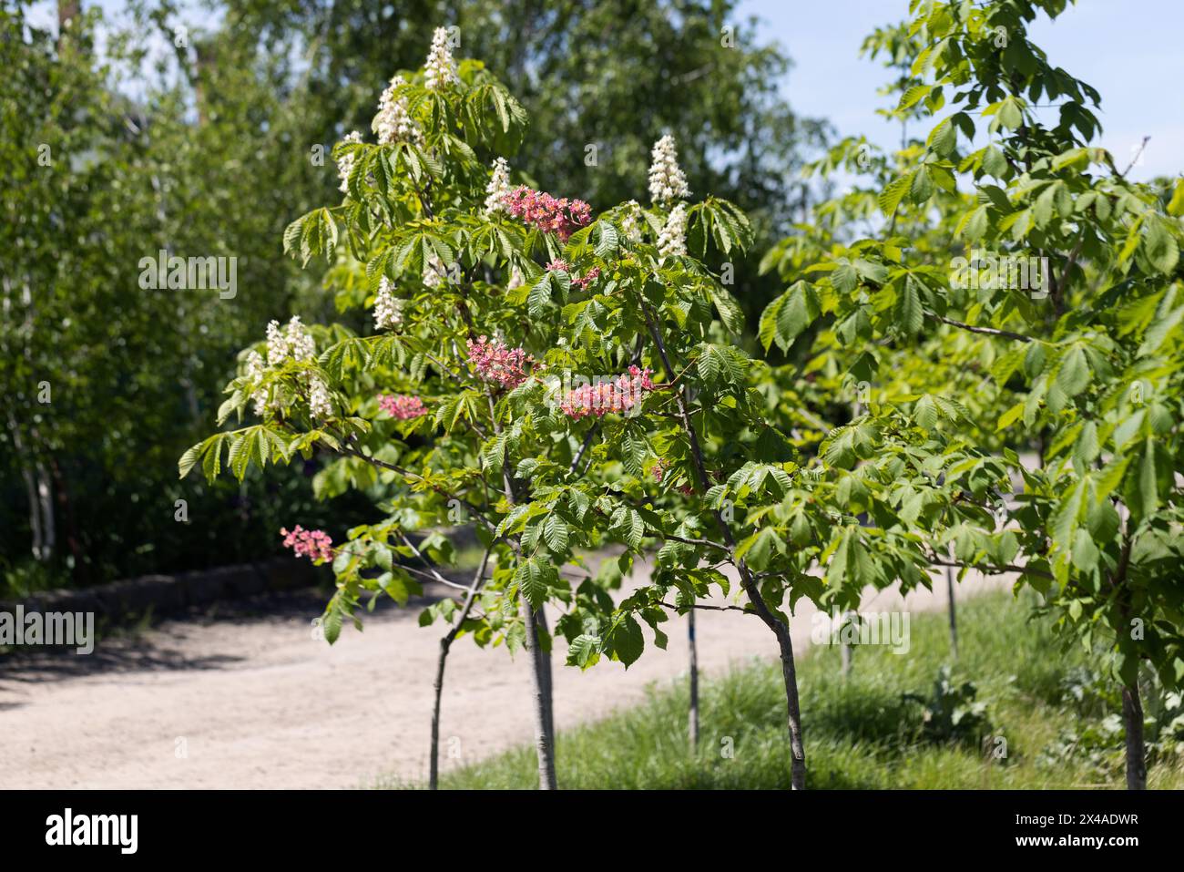 Red chestnut. The colorful inflorescences of a tree called chestnut ...