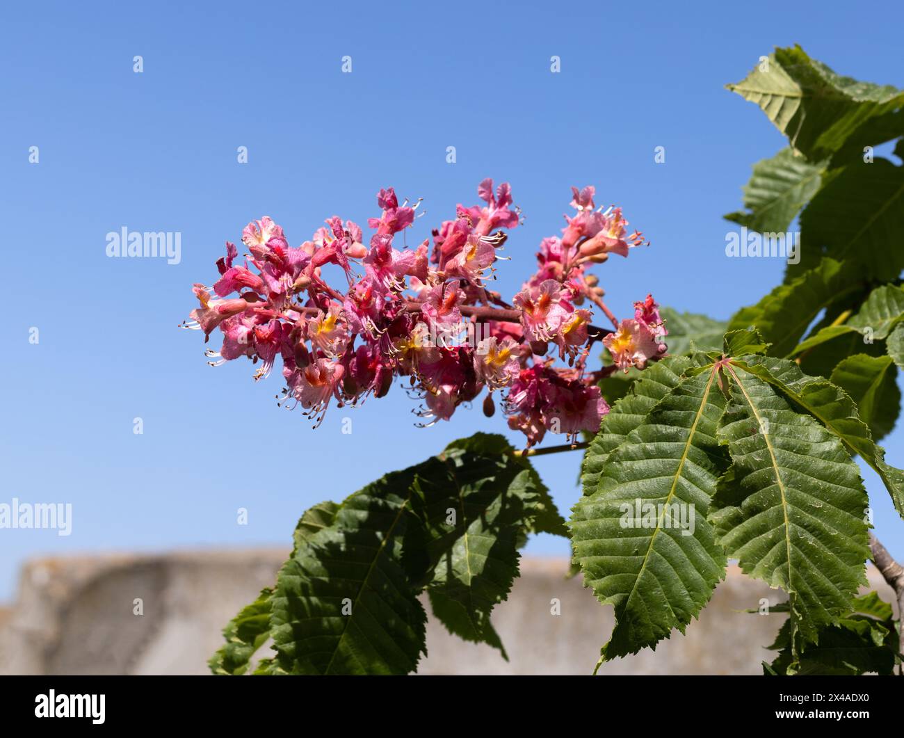 Red chestnut. The colorful inflorescences of a tree called chestnut ...