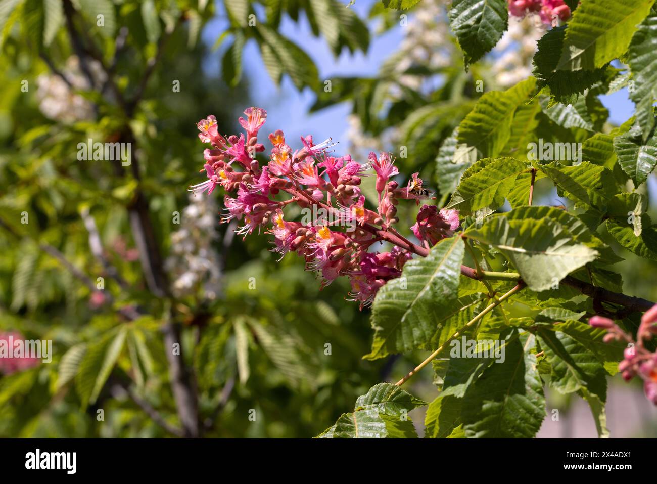 Red chestnut. The colorful inflorescences of a tree called chestnut ...