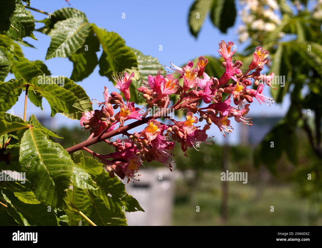Red chestnut. The colorful inflorescences of a tree called chestnut ...