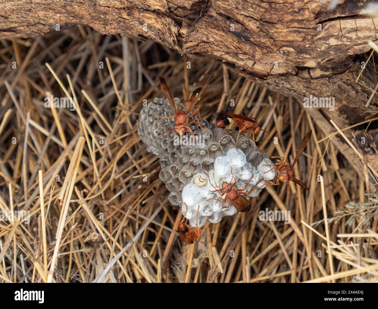 Bird with wasps hi-res stock photography and images - Alamy