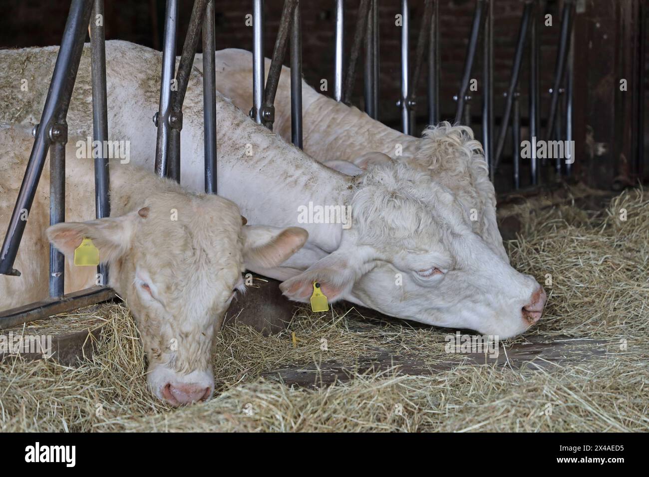 Frankreich nutztiere hi-res stock photography and images - Alamy