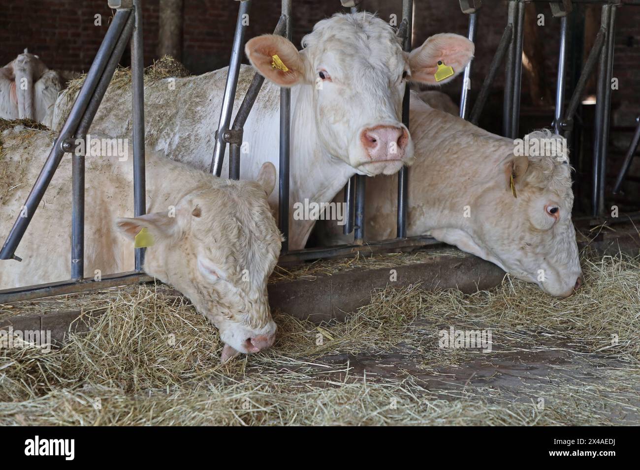 Nutztiere in der Landwirtschaft Rinder der französischen Rasse ...