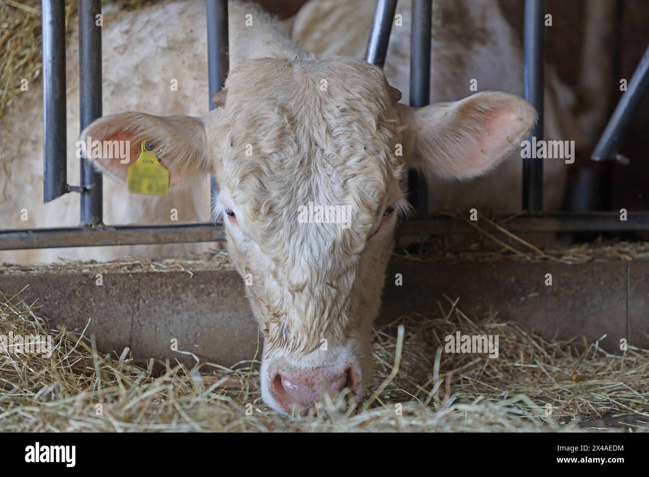 Nutztiere in der Landwirtschaft Rinder der französischen Rasse ...