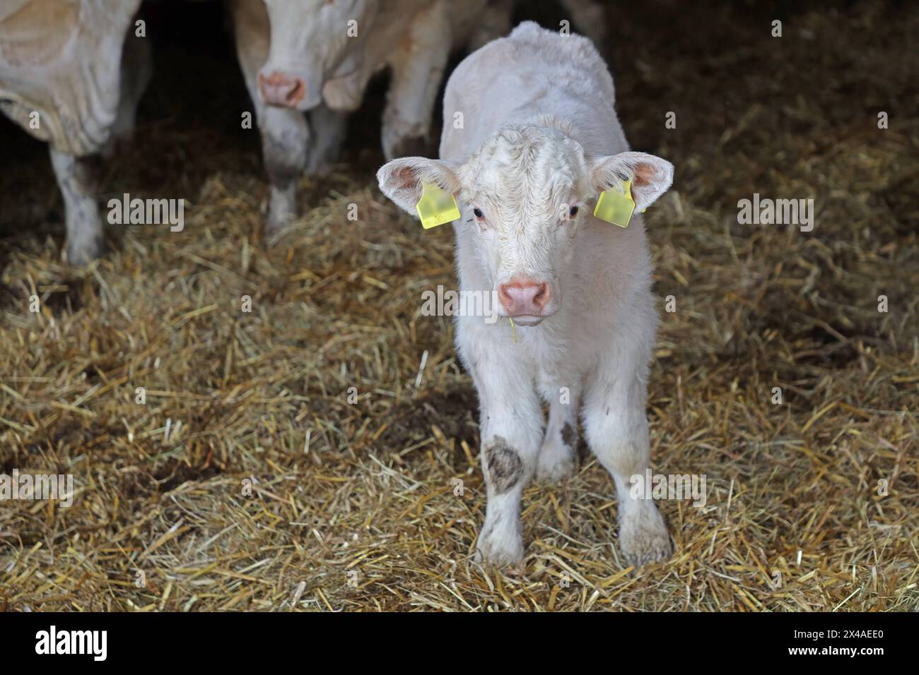 Nutztiere in der Landwirtschaft Ein Kalb der französischen Rasse ...