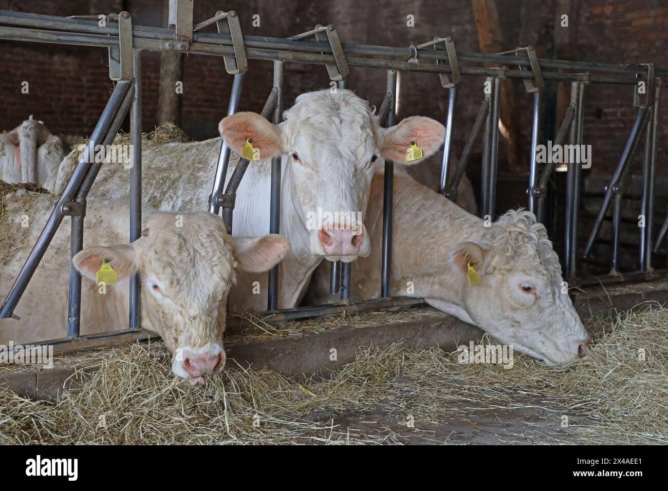 Nutztiere in der Landwirtschaft Rinder der französischen Rasse ...
