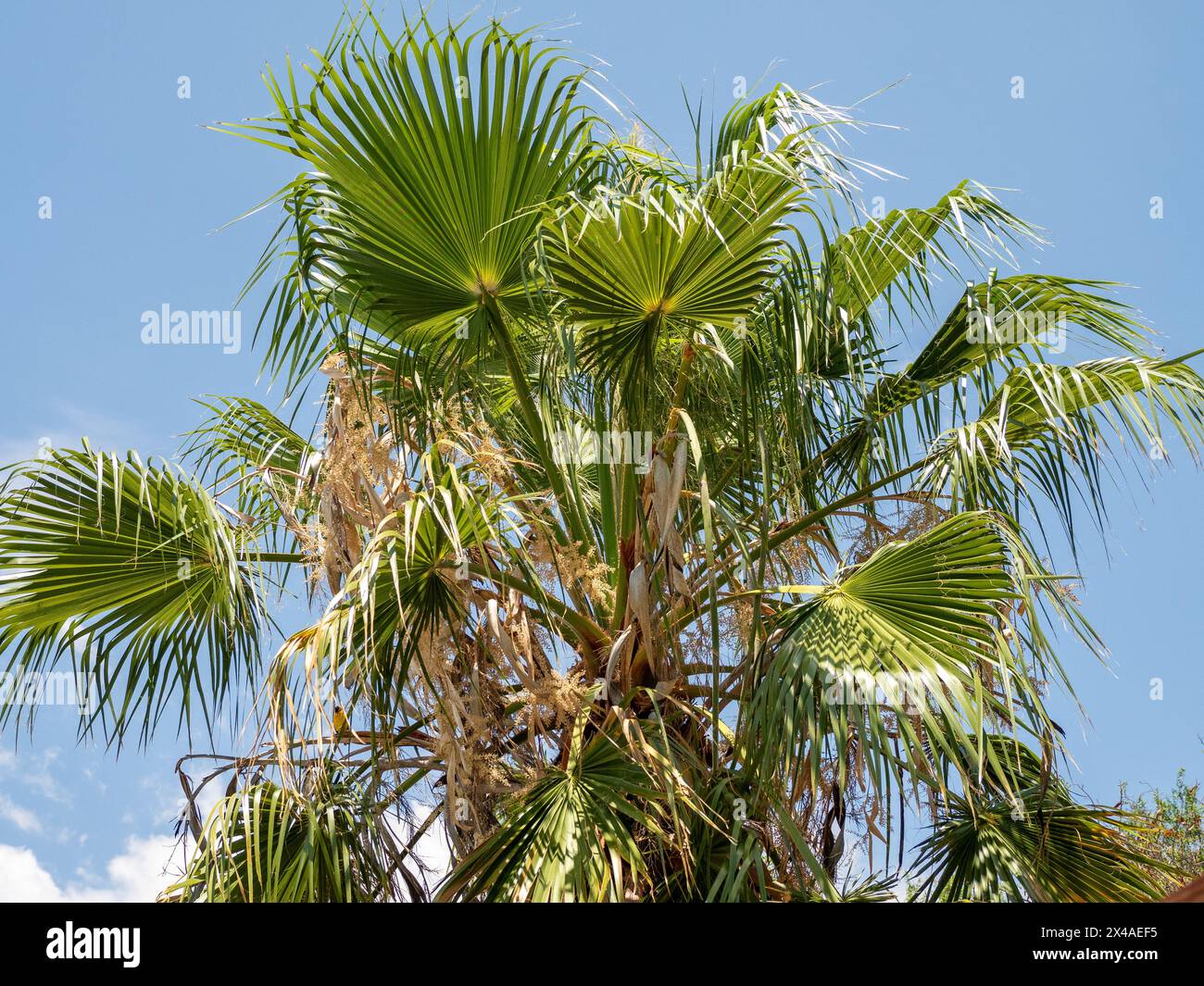 Palm tree near Windhoek, Namibia Stock Photo - Alamy