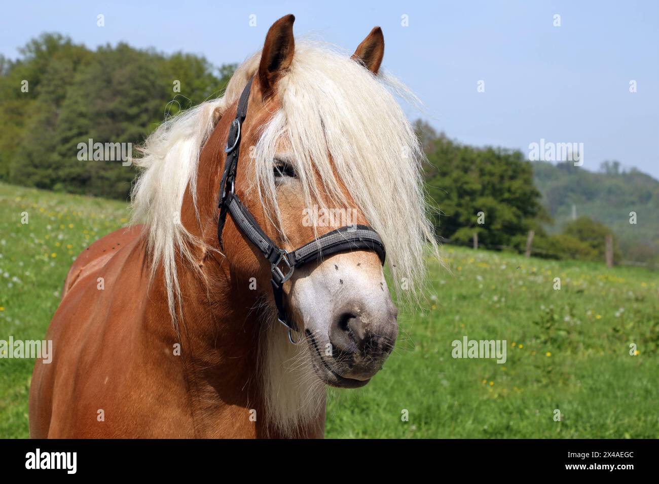 Pferderassen in Deutschland Ein Haflinger steht bei sonnigen Wetter auf ...