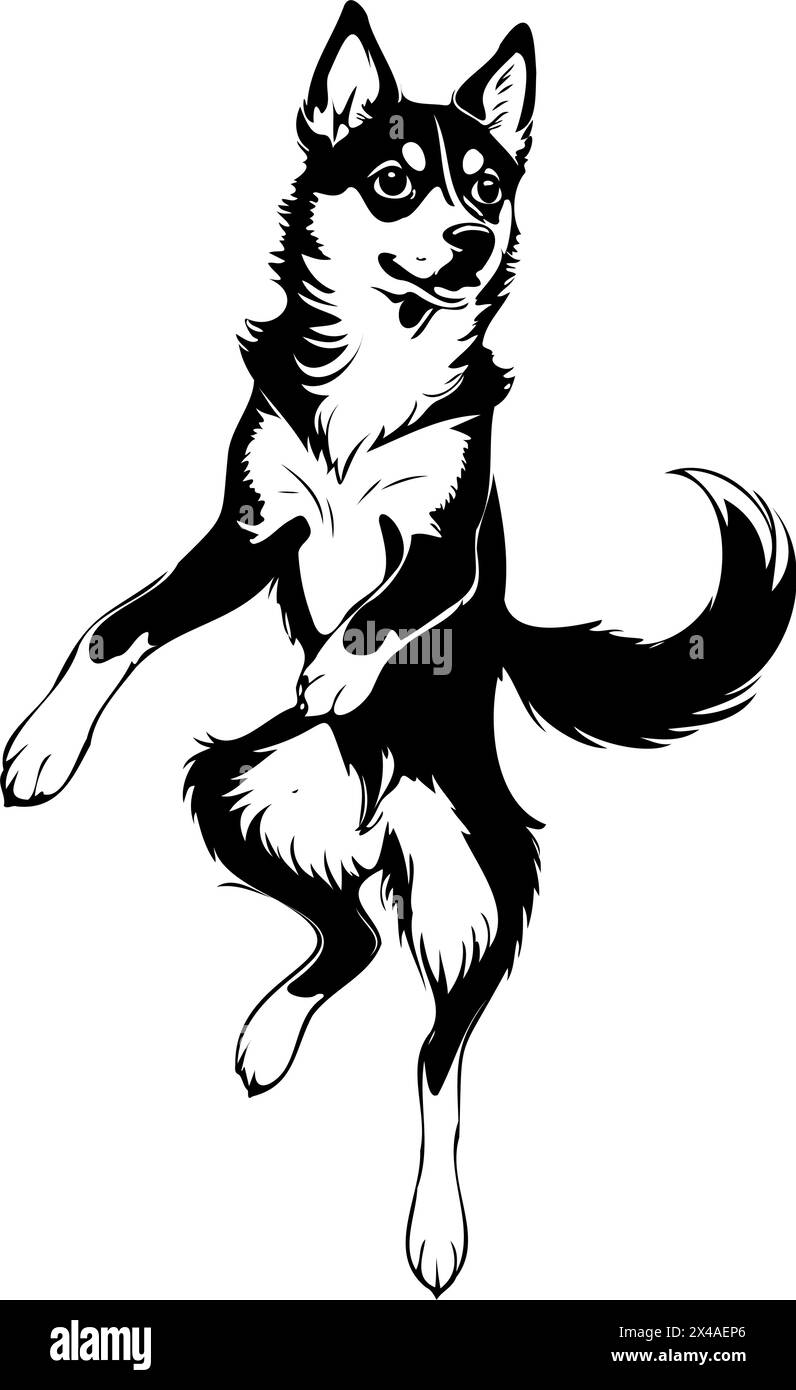 Alaskan Klee Kai jumps drawing, vector realistic outline animal ...
