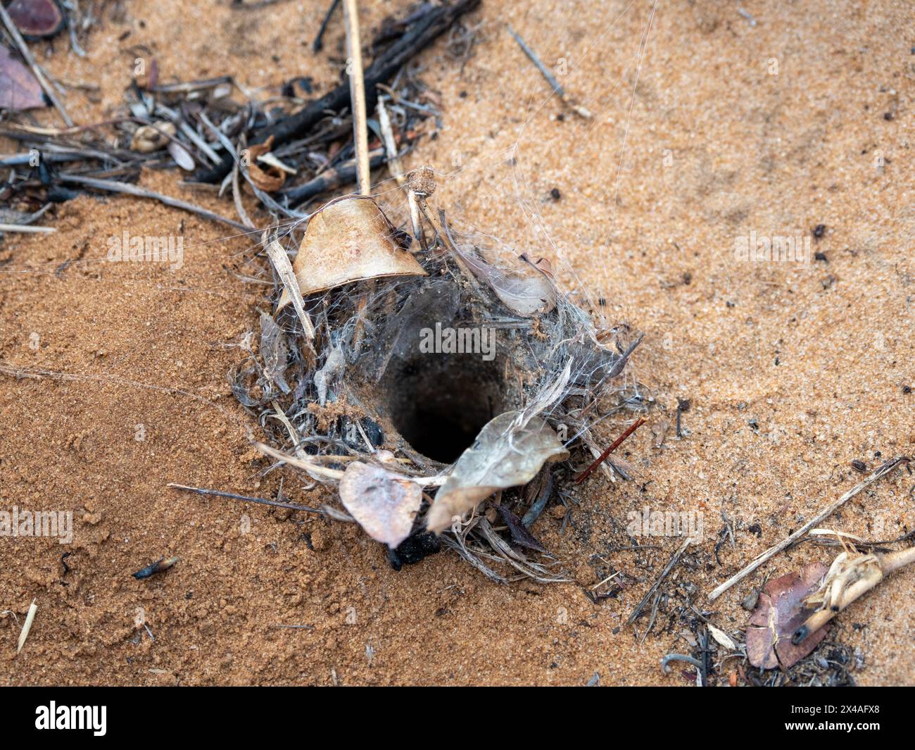 Baboon spider hole in the Kalahari desert, Namibia Stock Photo - Alamy