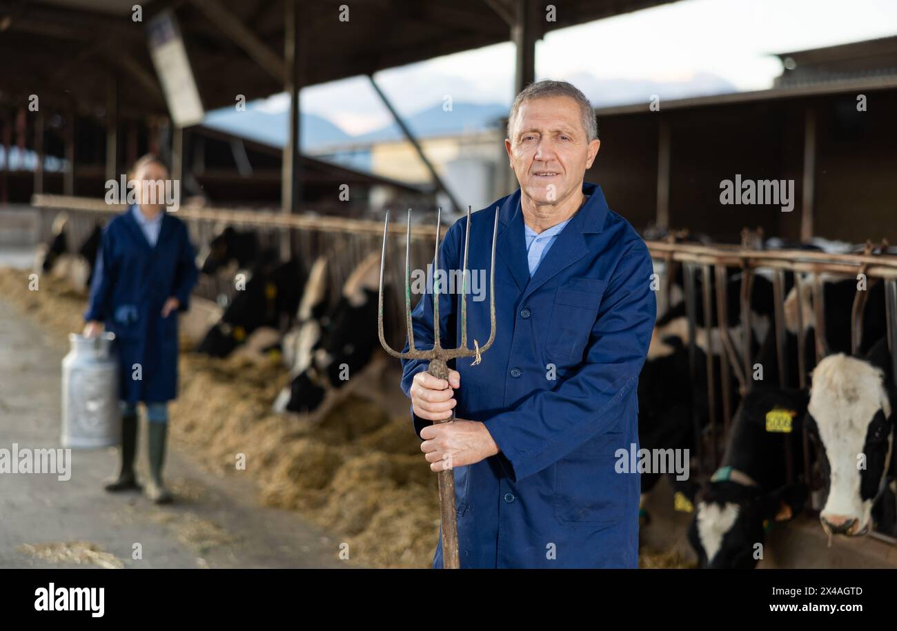 Experienced male breeder standing in stall on background with herd of ...