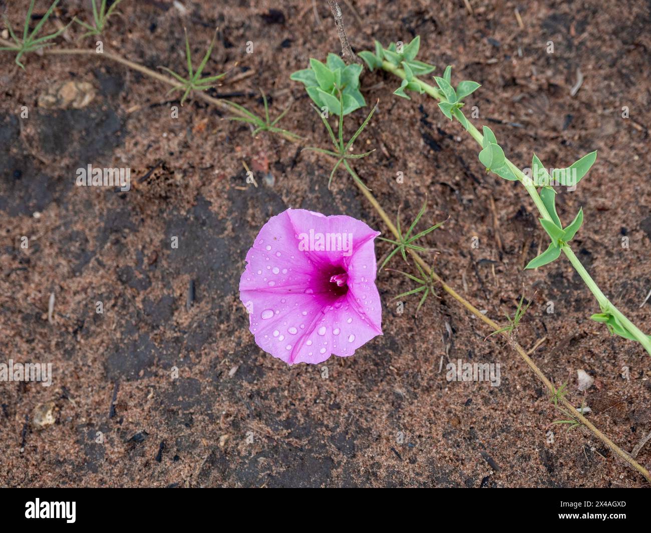 Pink flower of the Kalahari after the rain, Namibia Stock Photo - Alamy