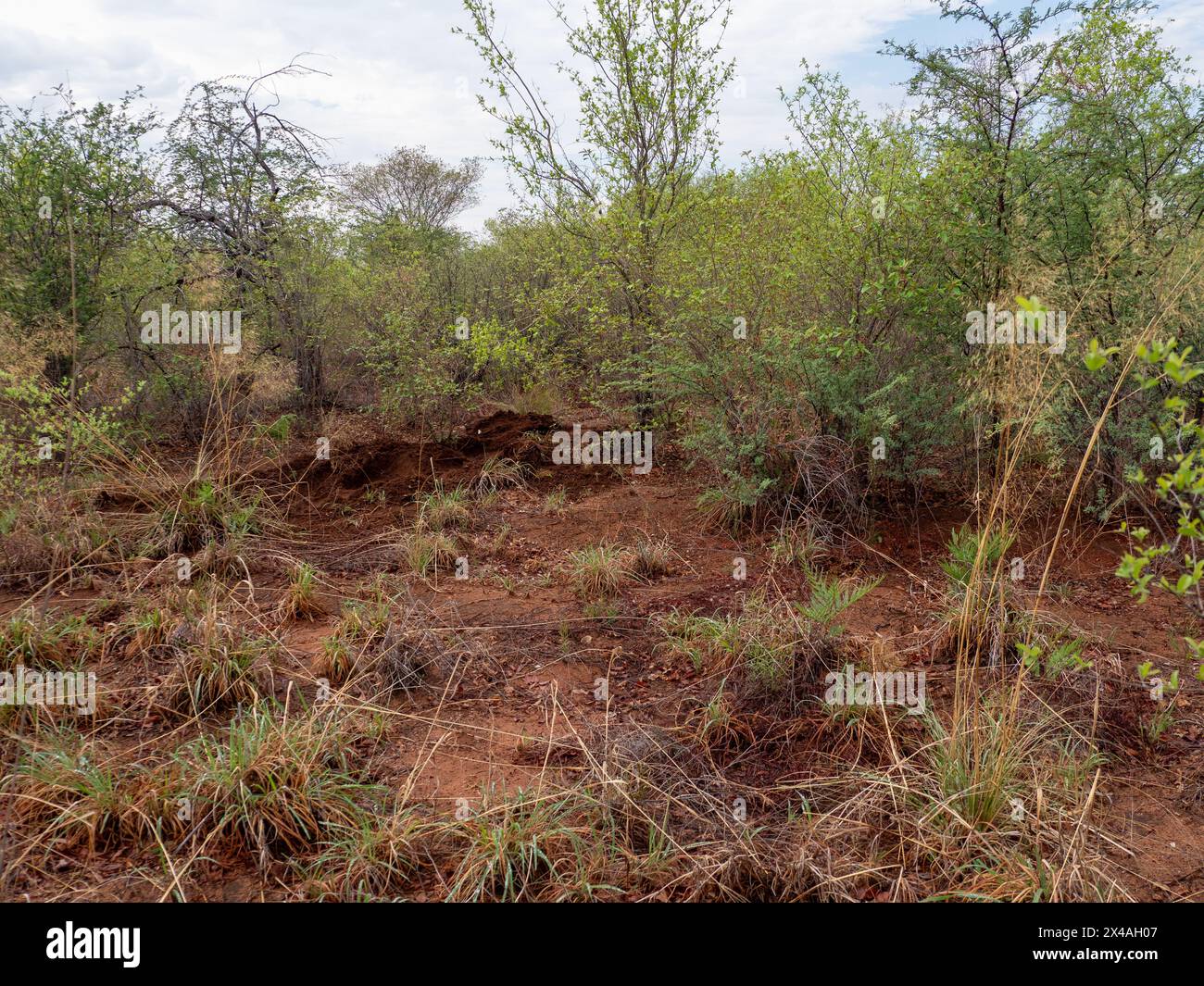 Elephant tracks in the desert of the Kalahari, Namibia Stock Photo - Alamy