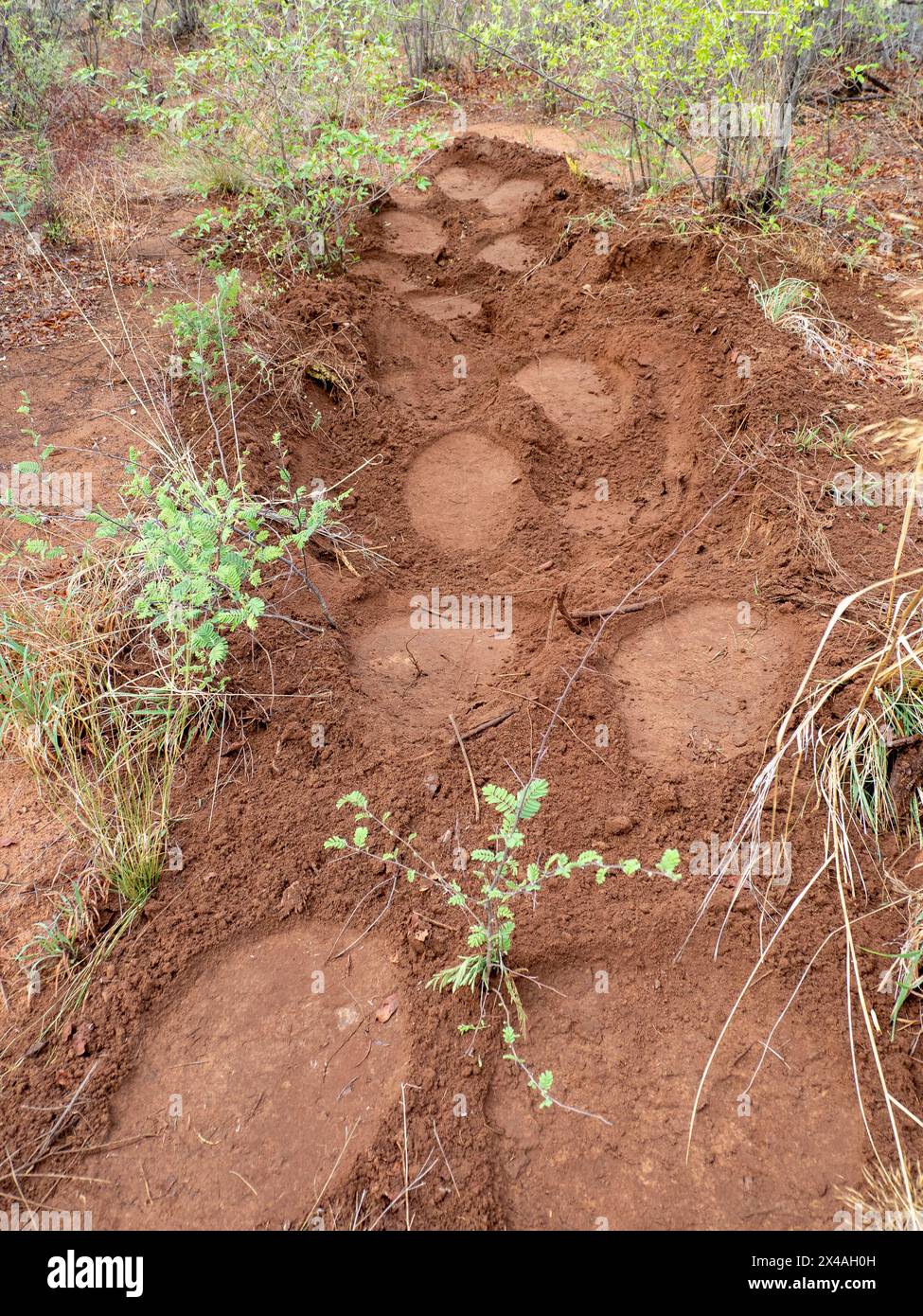 Elephant tracks in the Kalahari, Namibia Stock Photo - Alamy