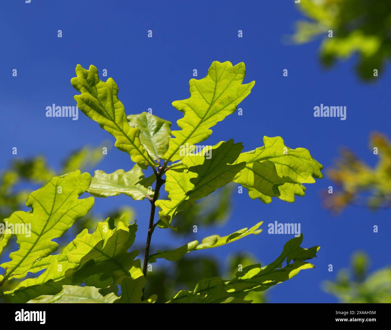 Environment. Springtime. Fresh young Oak tree leaves highlighted ...