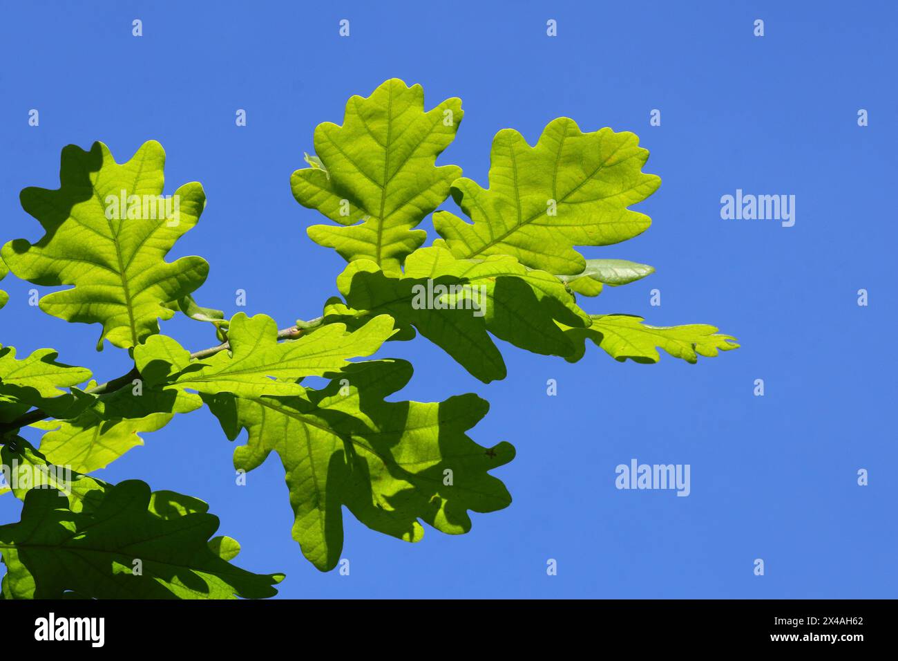 Environment. Springtime. Fresh young Oak tree leaves highlighted ...