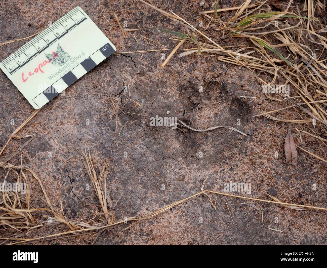 Leopard footprint within an elephant footprint in the Kalahari Desert ...