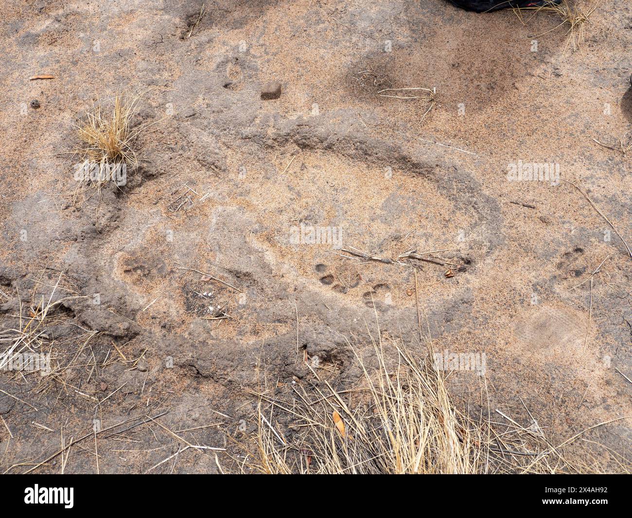 Elephant and leopard footprint in the Kalahari desert, Namibia Stock ...