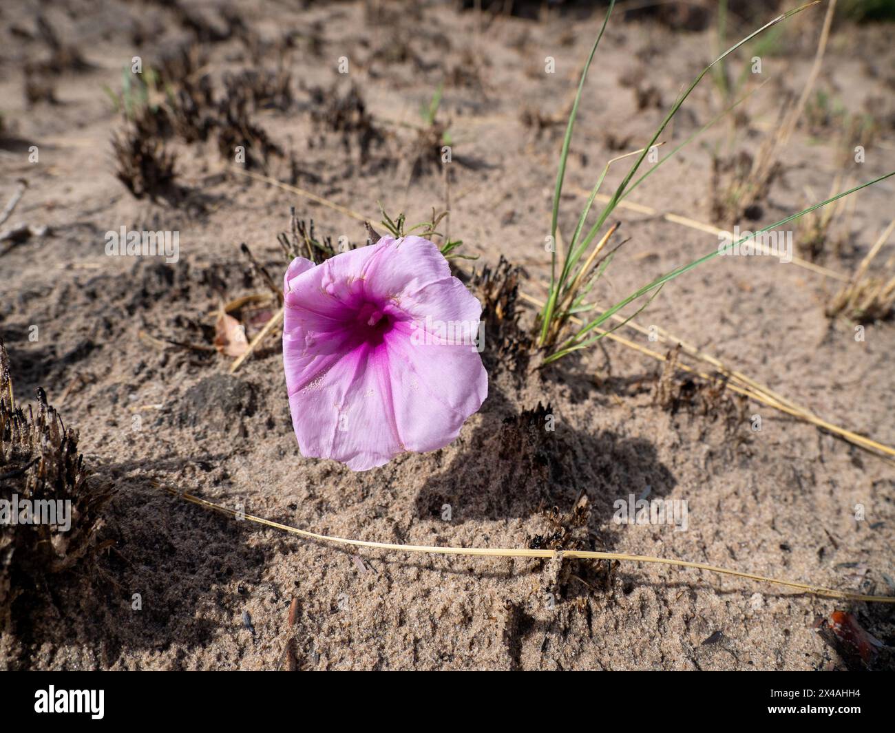 Pink flower of the Kalahari after the rain, Namibia Stock Photo - Alamy