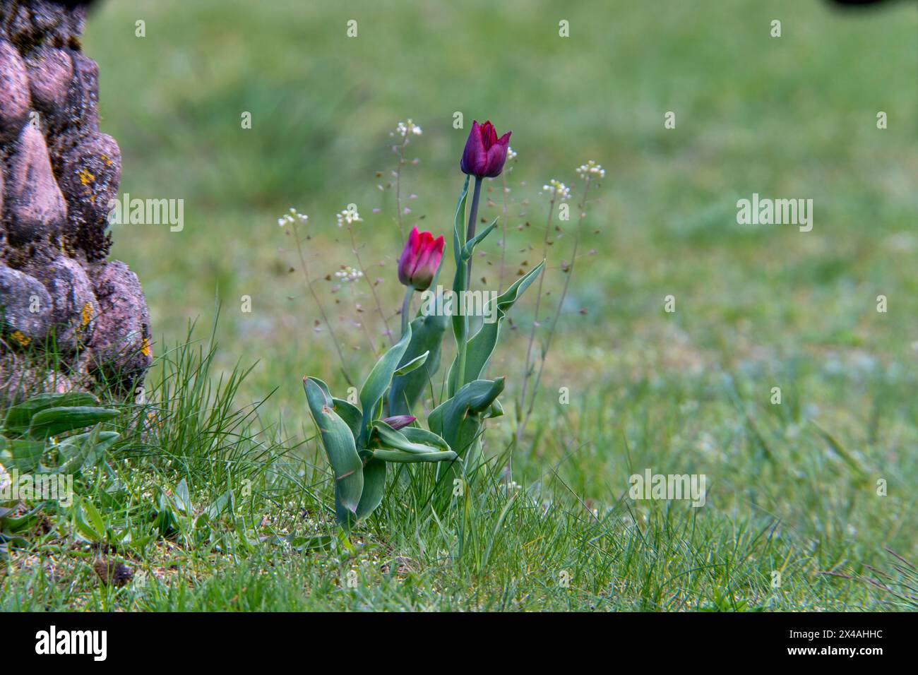 Tulipa Genus Liliaceae Family Magnoliophyta Tulip garden flower ...