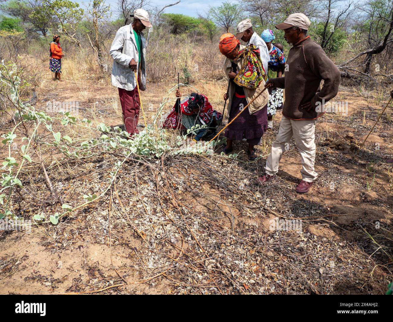 San hunters foraging with digging sticks in the Kalahari desert ...