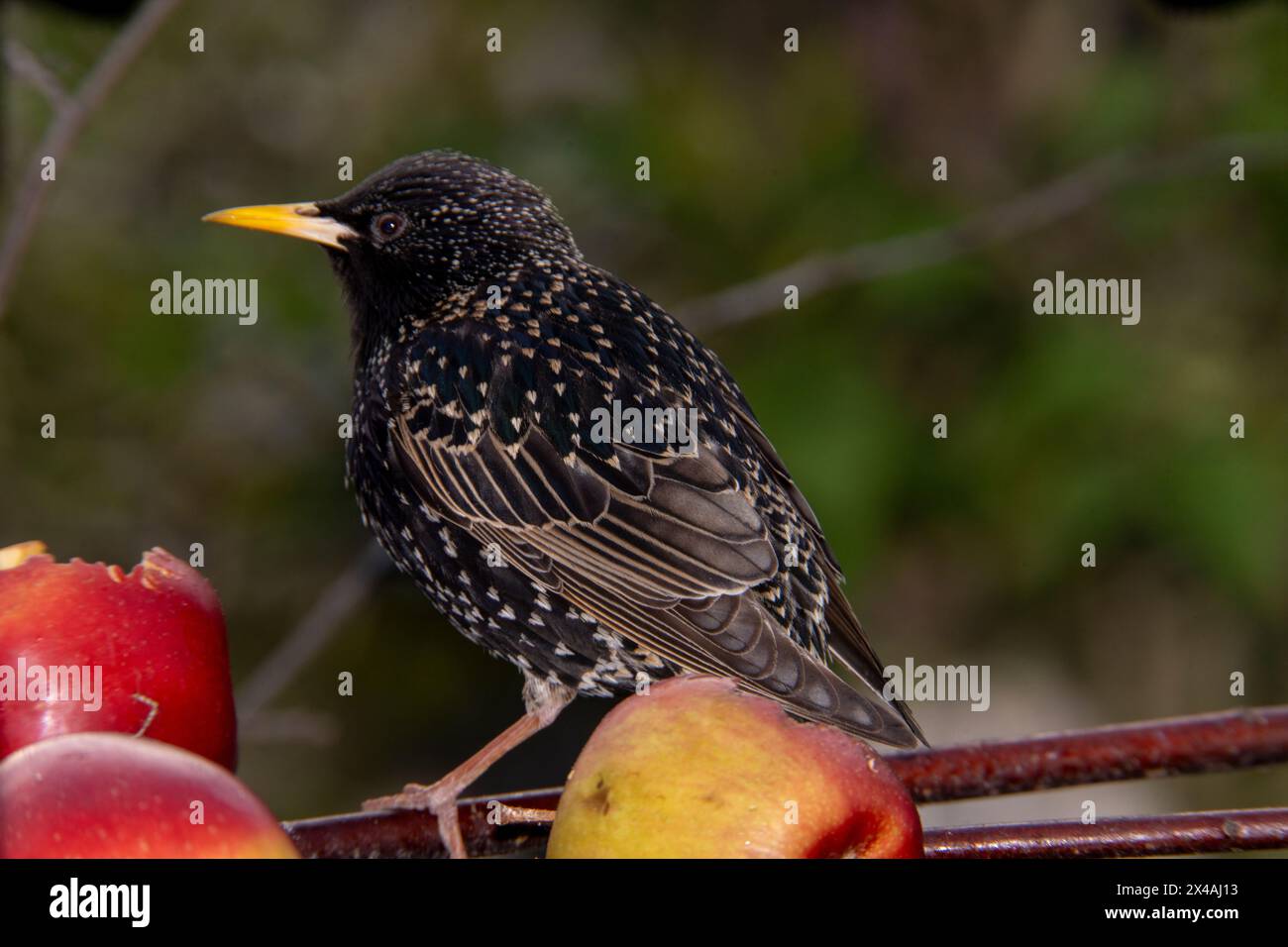 Common starling Sturnus vulgaris Family Sturnidae Genus Sturnus on the ...