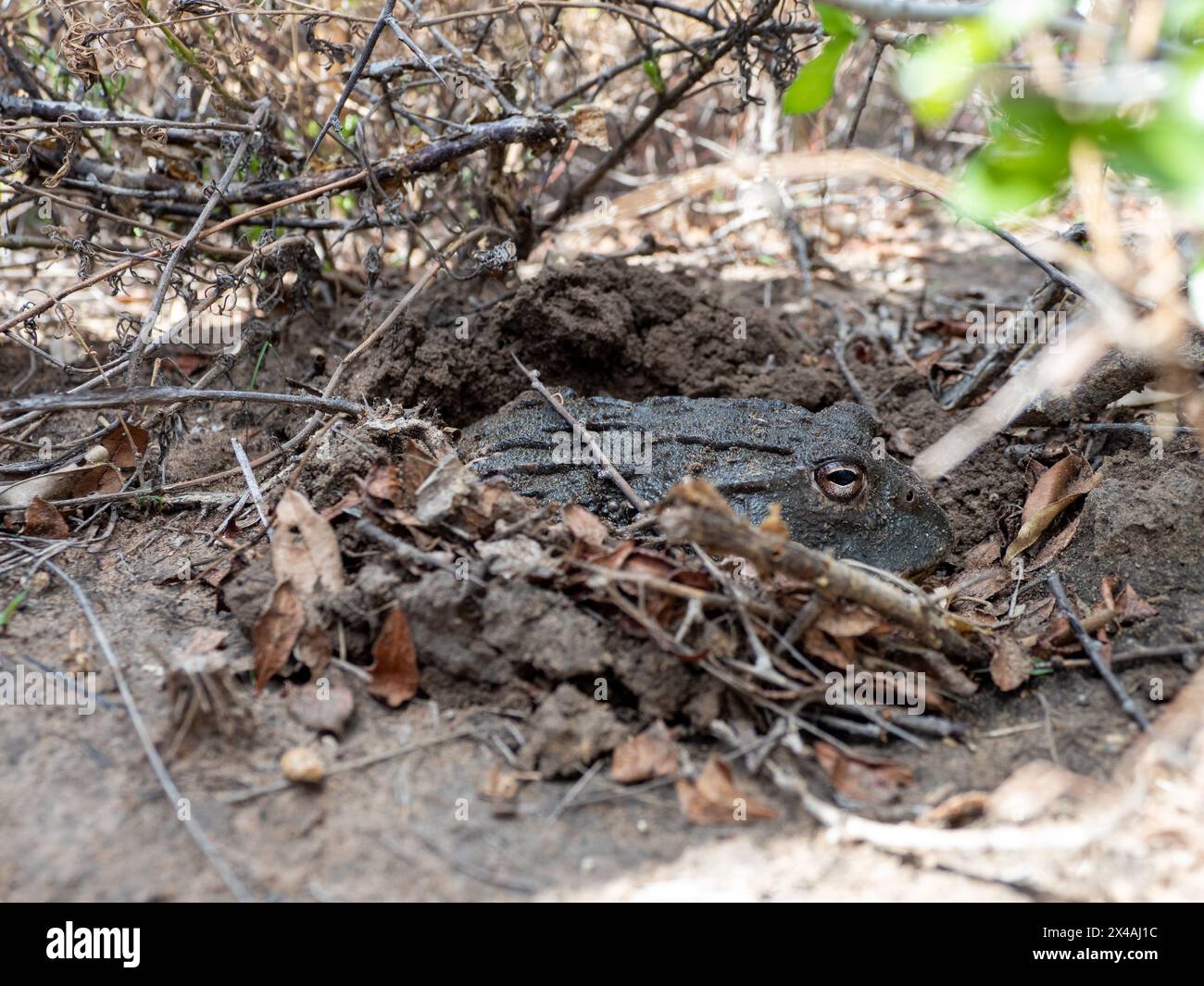 African bullfrog, Kalahari, Namibia Stock Photo - Alamy