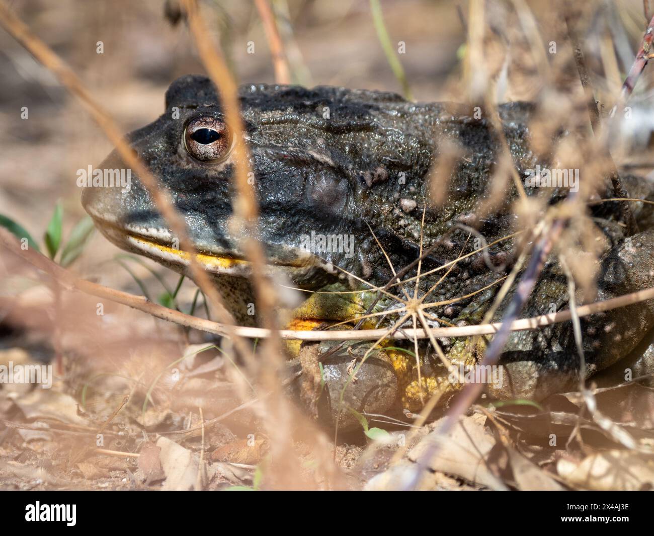 African bullfrog, Kalahari, Namibia Stock Photo - Alamy