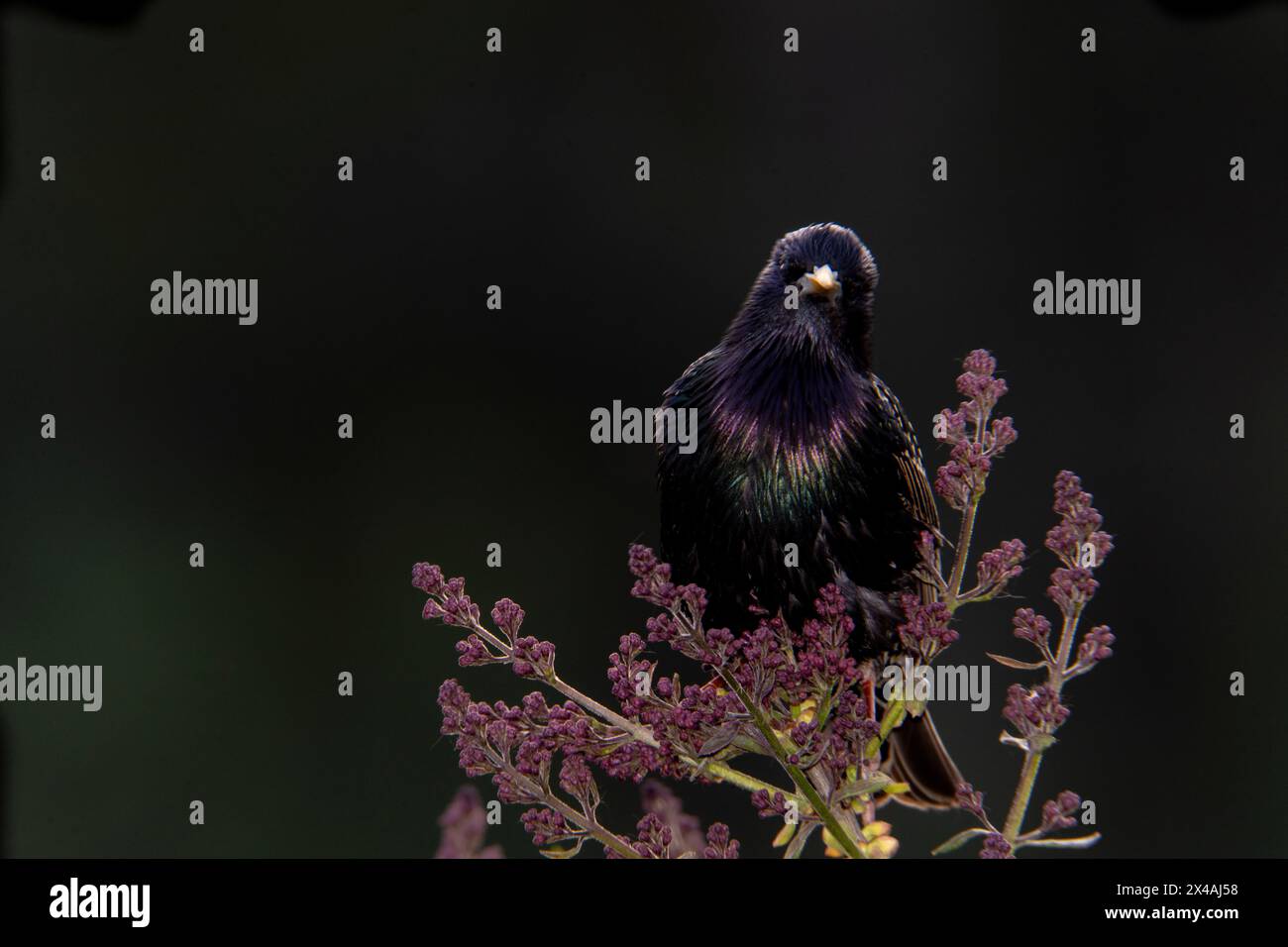 Common starling Sturnus vulgaris Family Sturnidae Genus Sturnus on the ...