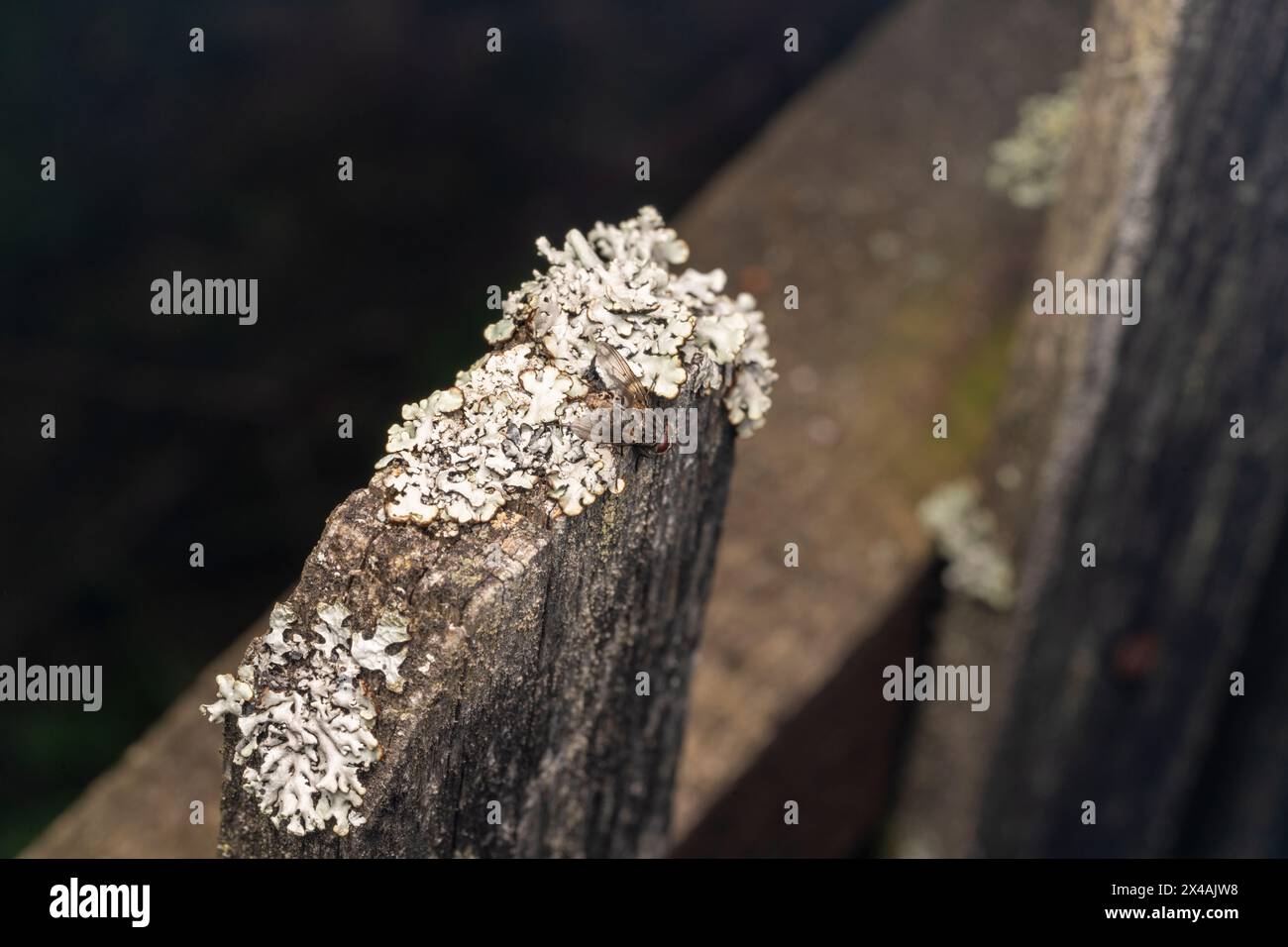 Genus helina hi-res stock photography and images - Alamy