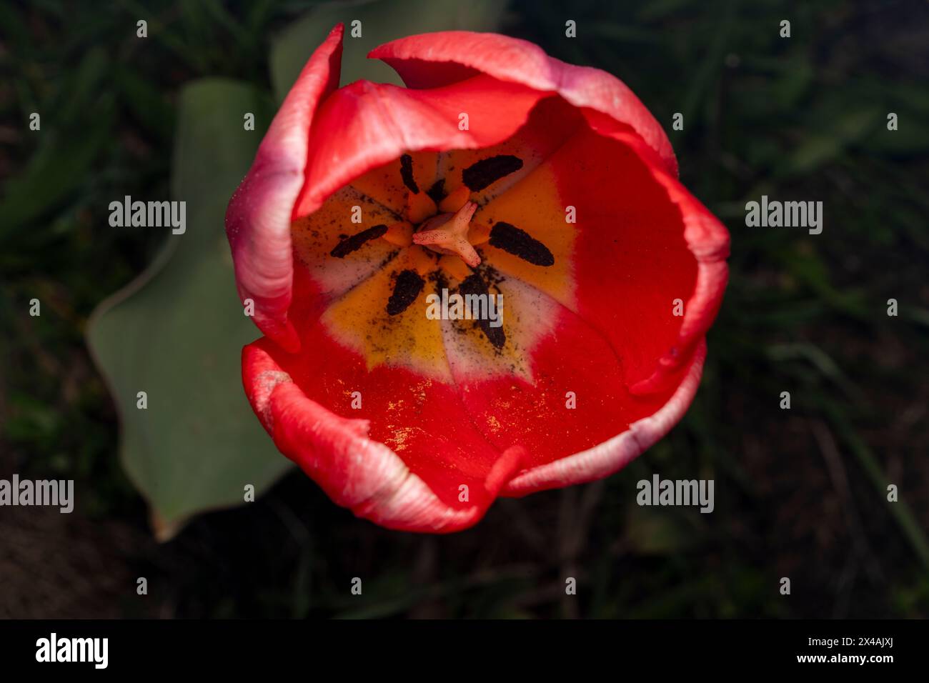 Tulipa Genus Liliaceae Family Magnoliophyta Tulip garden flower ...