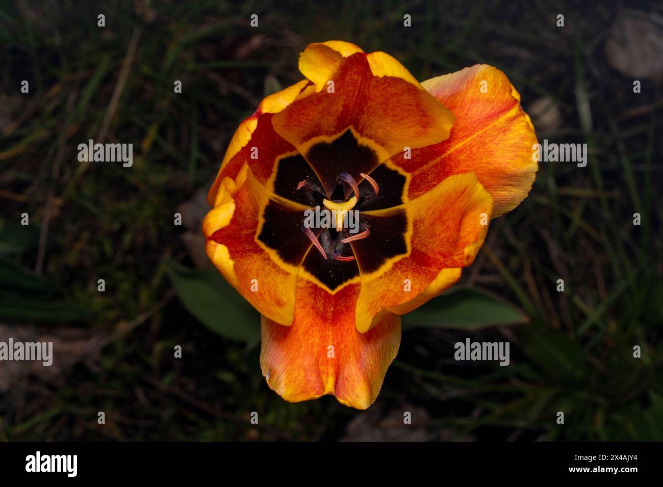 Tulipa Genus Liliaceae Family Magnoliophyta Tulip garden flower ...