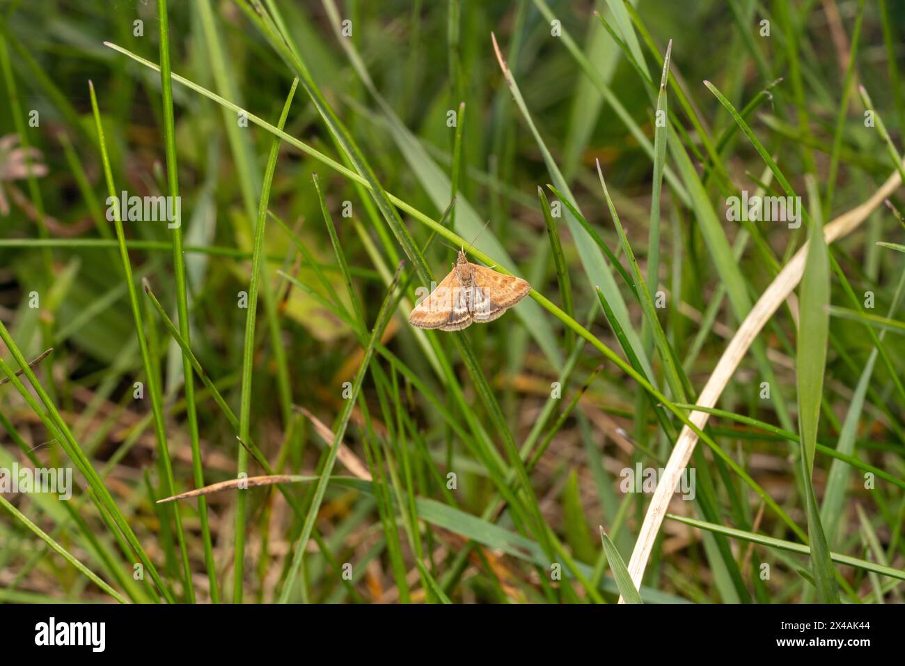 Pyrausta despicata Family Crambidae Genus Pyrausta Straw-barred pearl ...