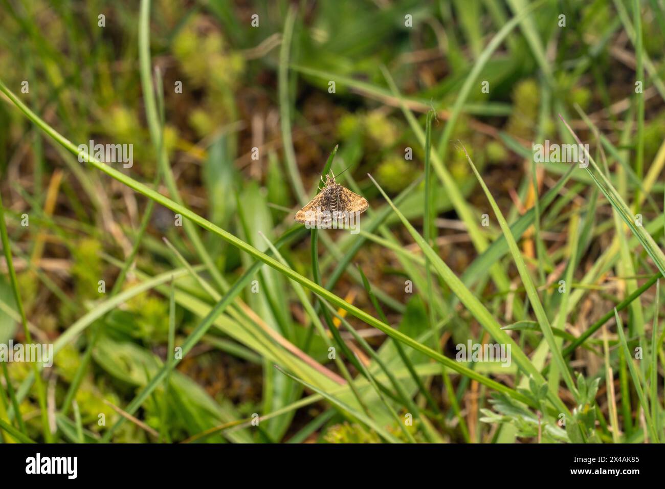 Pyrausta despicata Family Crambidae Genus Pyrausta Straw-barred pearl ...