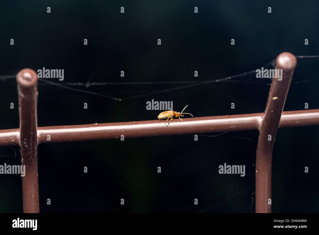 Lithuanian bugs hi-res stock photography and images - Alamy