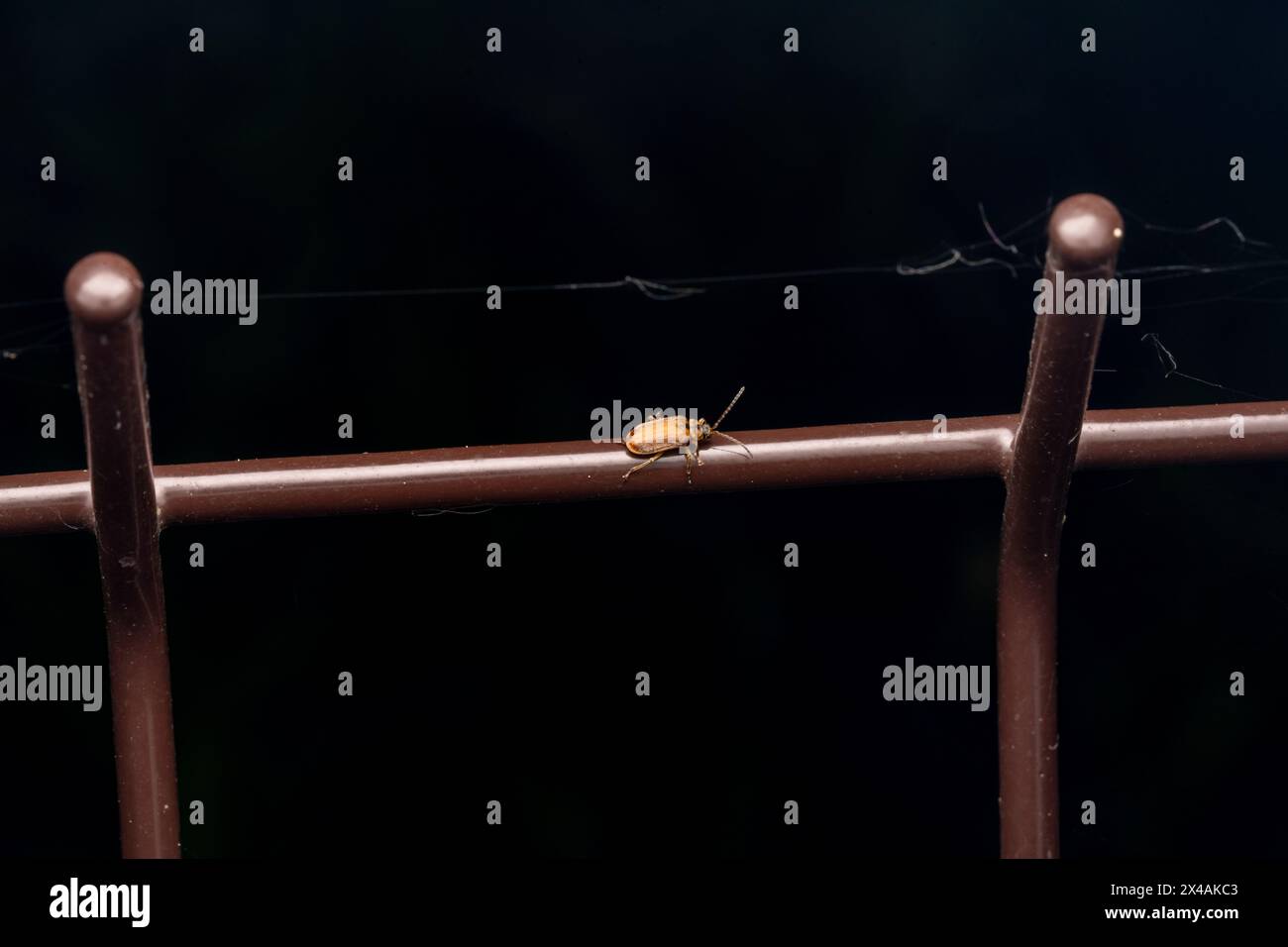 Lithuanian bugs hi-res stock photography and images - Alamy