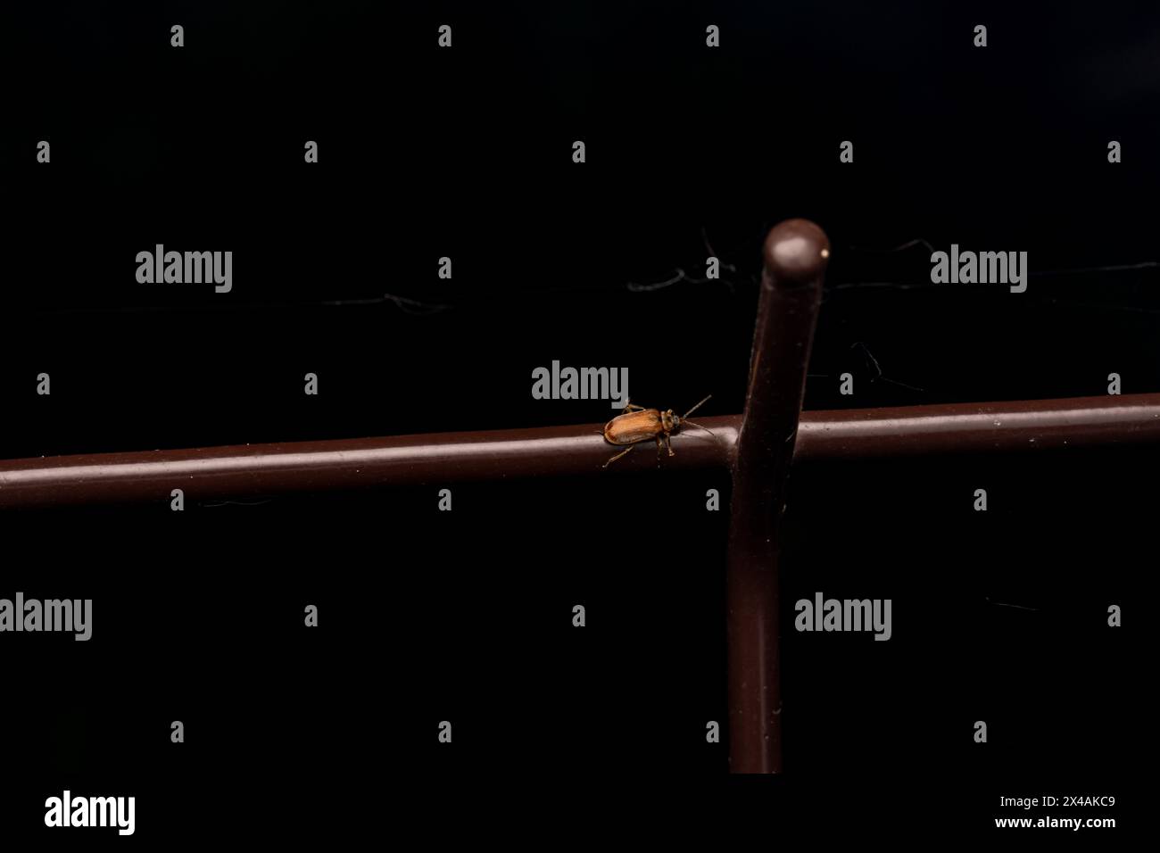 Lithuanian bugs hi-res stock photography and images - Alamy