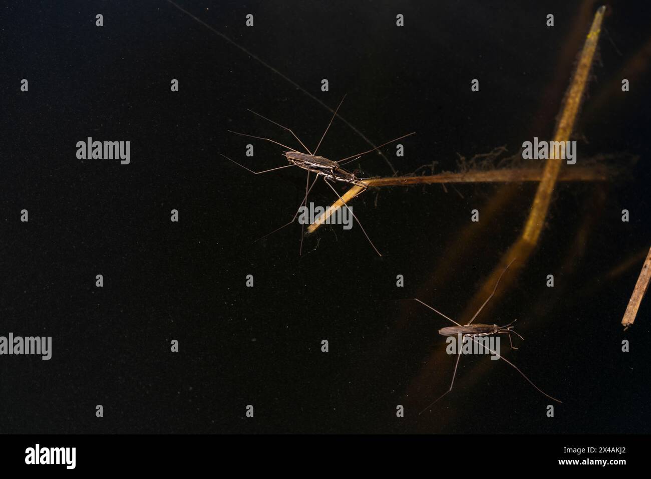 Mating Aquarius paludum Family Gerridae Genus Aquarius Northants water ...