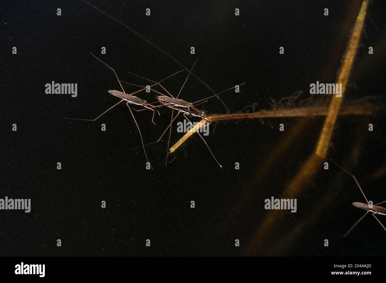 Mating Aquarius paludum Family Gerridae Genus Aquarius Northants water ...